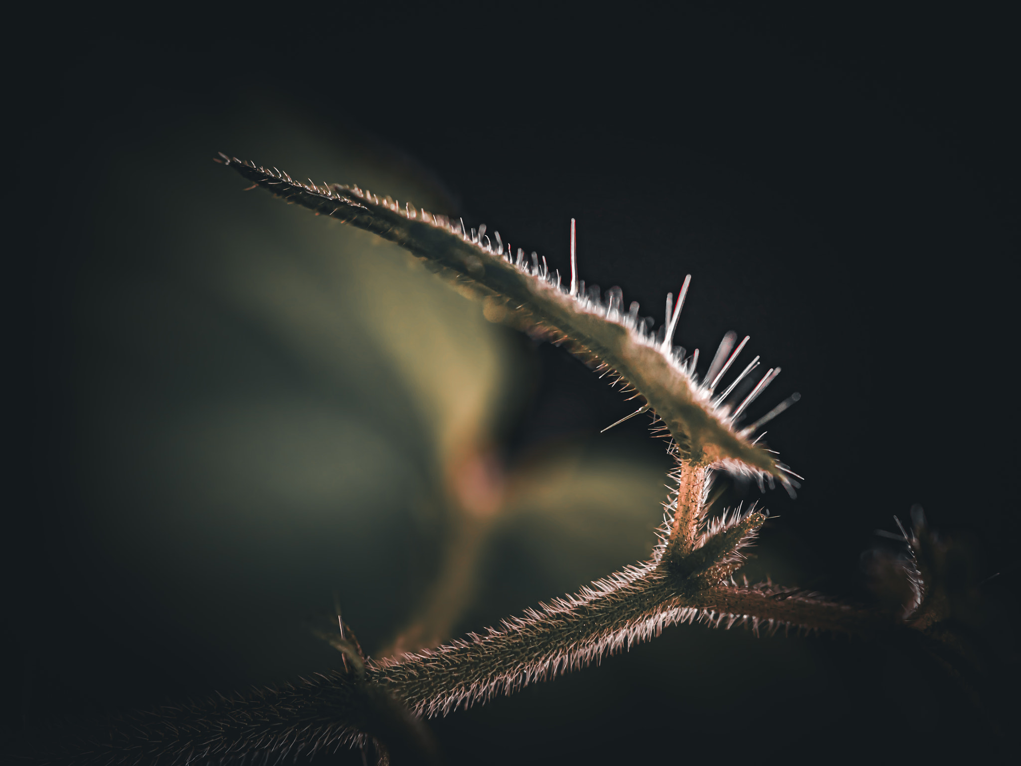 Thorny Plant Stem Revealing Resilience | nature photo by Dagmar ...