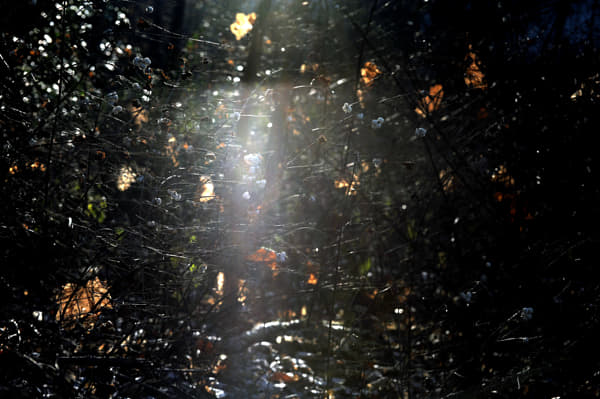 Forest Light Rays Symbolizing Hope and Natural Serenity | landscape ...