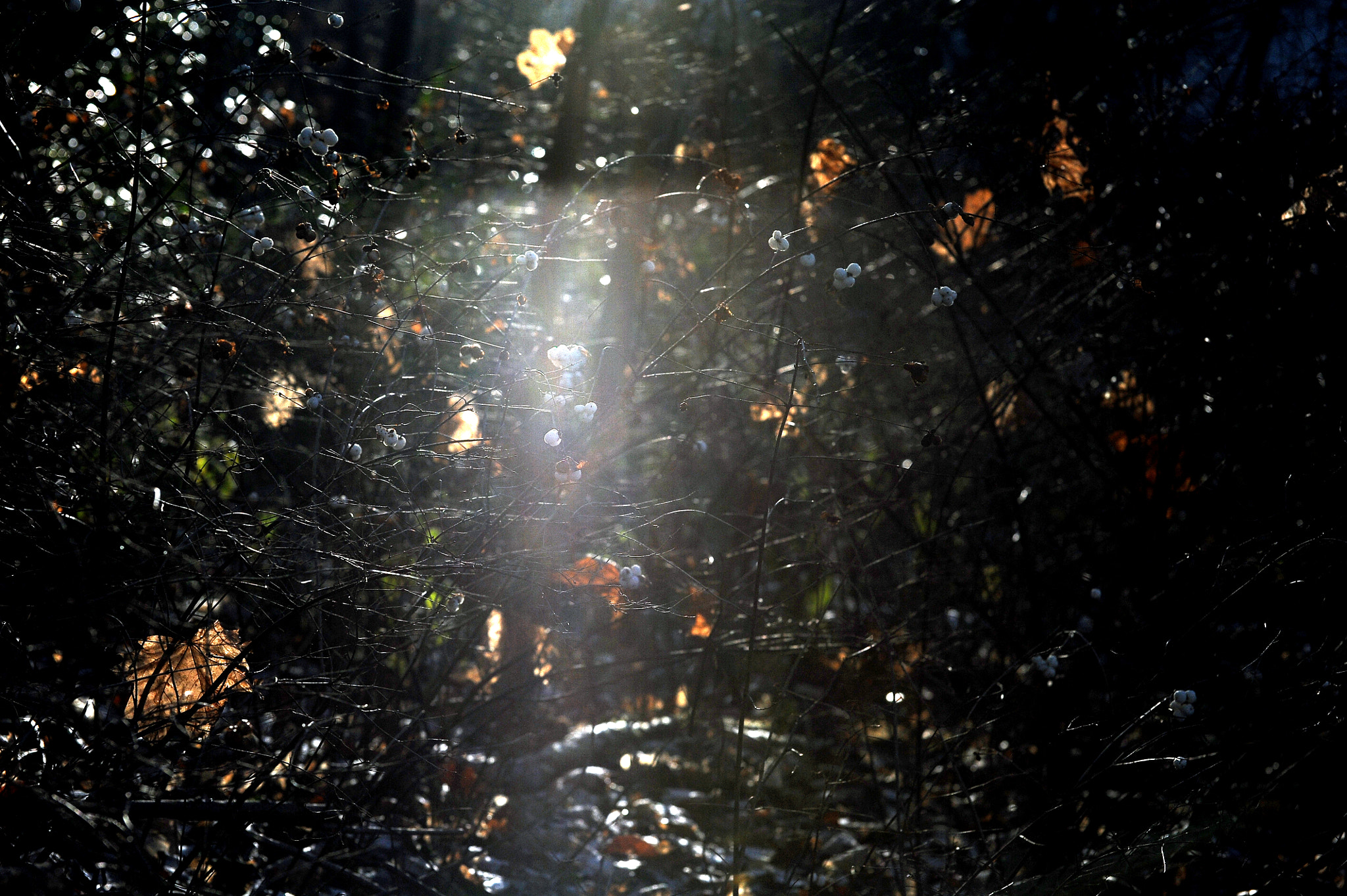 Forest Light Rays Symbolizing Hope and Natural Serenity | landscape ...