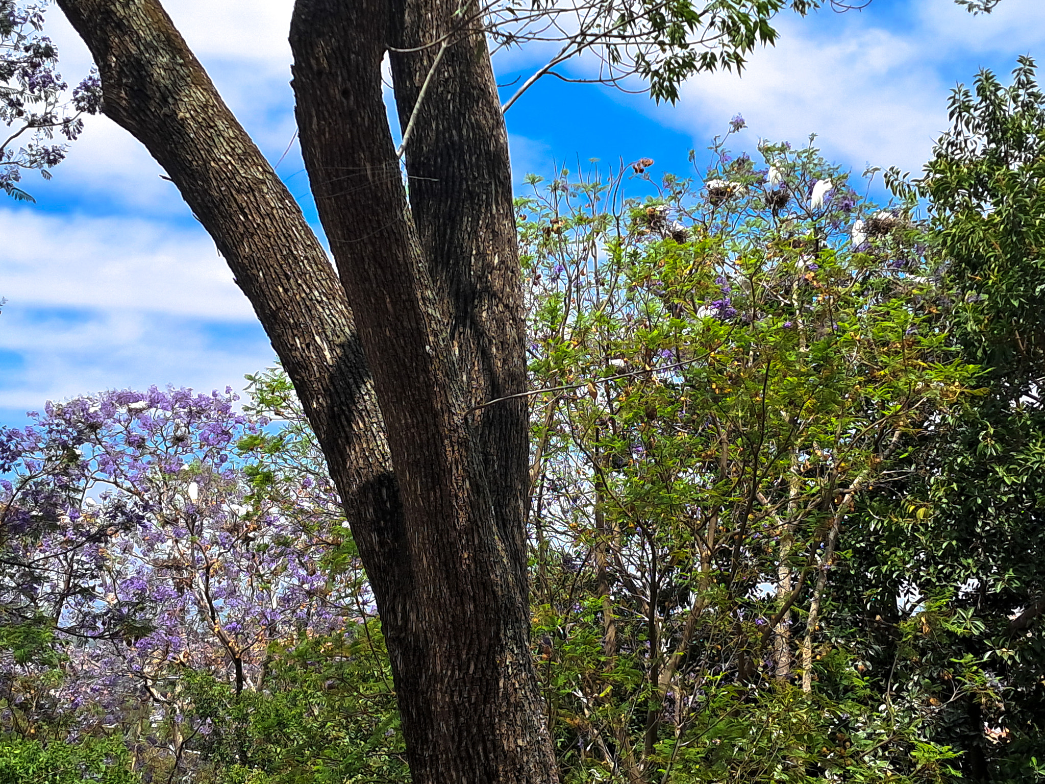 HERONS ON TALL TREES by Jorge Dorantes Gonzalez | 500px