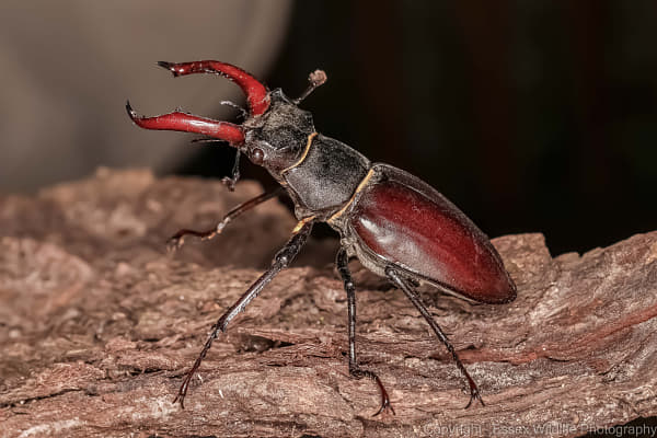 Stag Beetle on Wood Displaying Resilience and Natural Power | nature ...