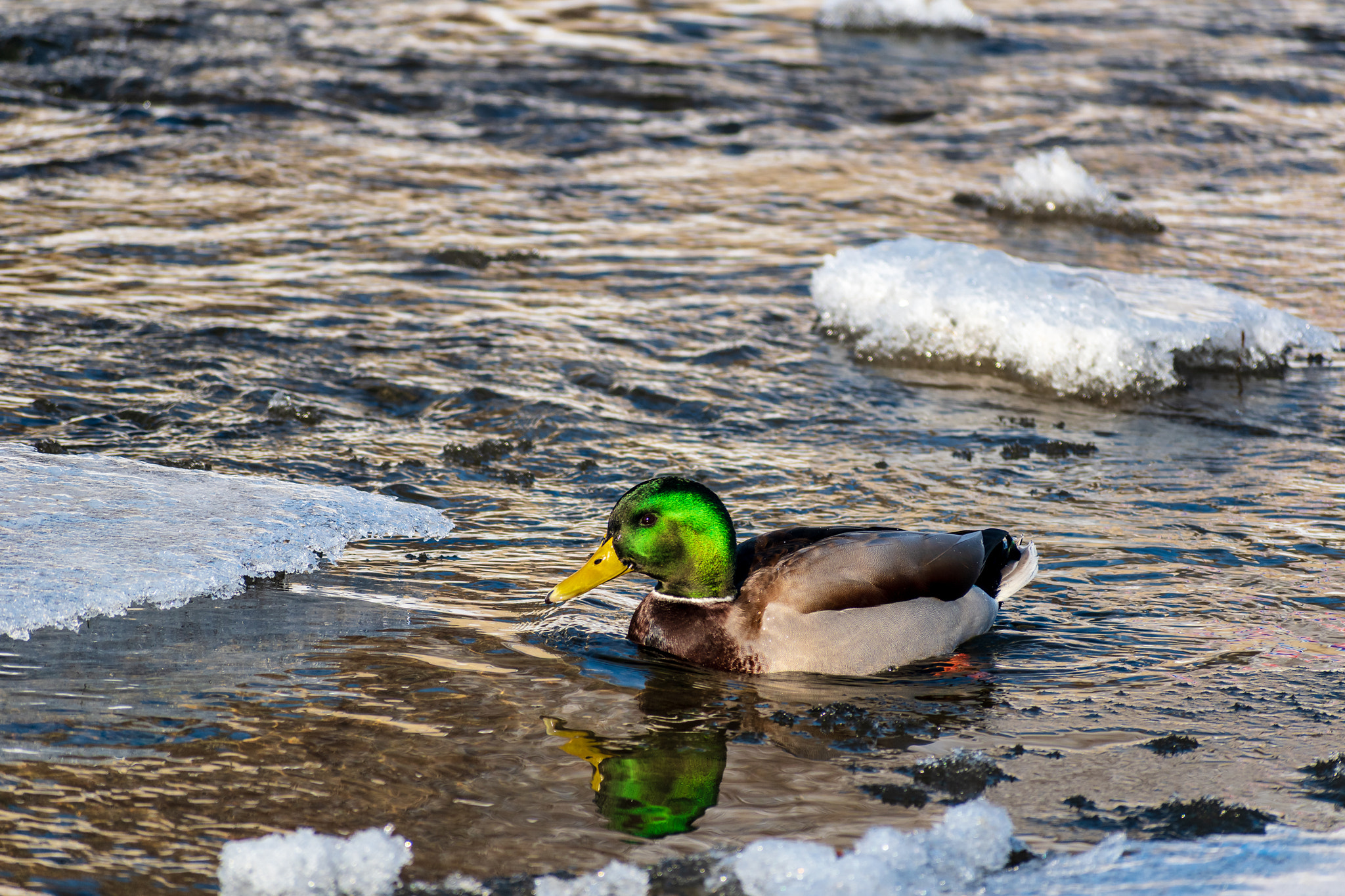 Duck in Icy Water Symbolizing Resilience in Nature | nature photo by ...