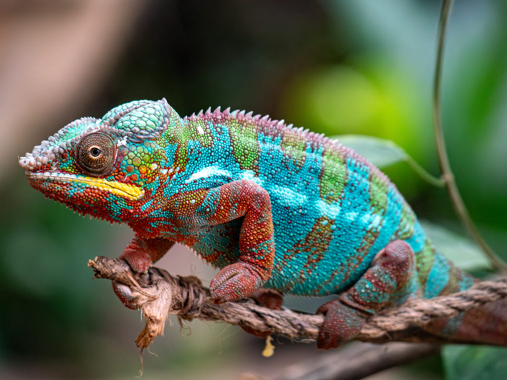 Cara 01-g by Brian Willacy | 500px