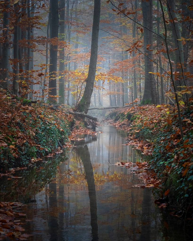 Forest Stream Flows Through Autumn Woods Evoking Serene Reflection ...