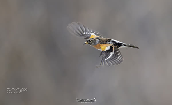Bird in Mid-Flight Displaying Freedom and Dynamic Movement | nature ...