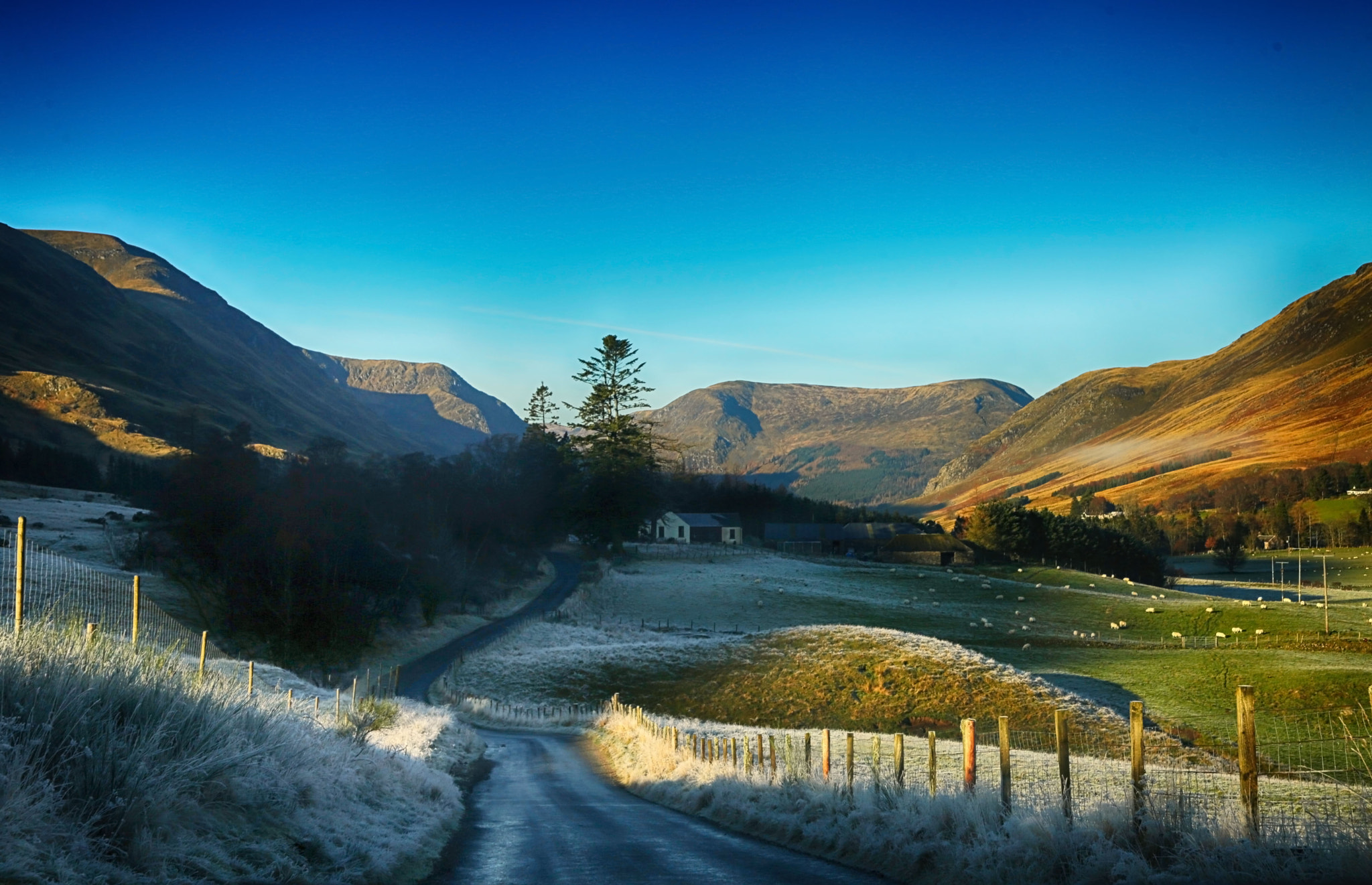 HILL SHEEP by Hilda Murray | 500px