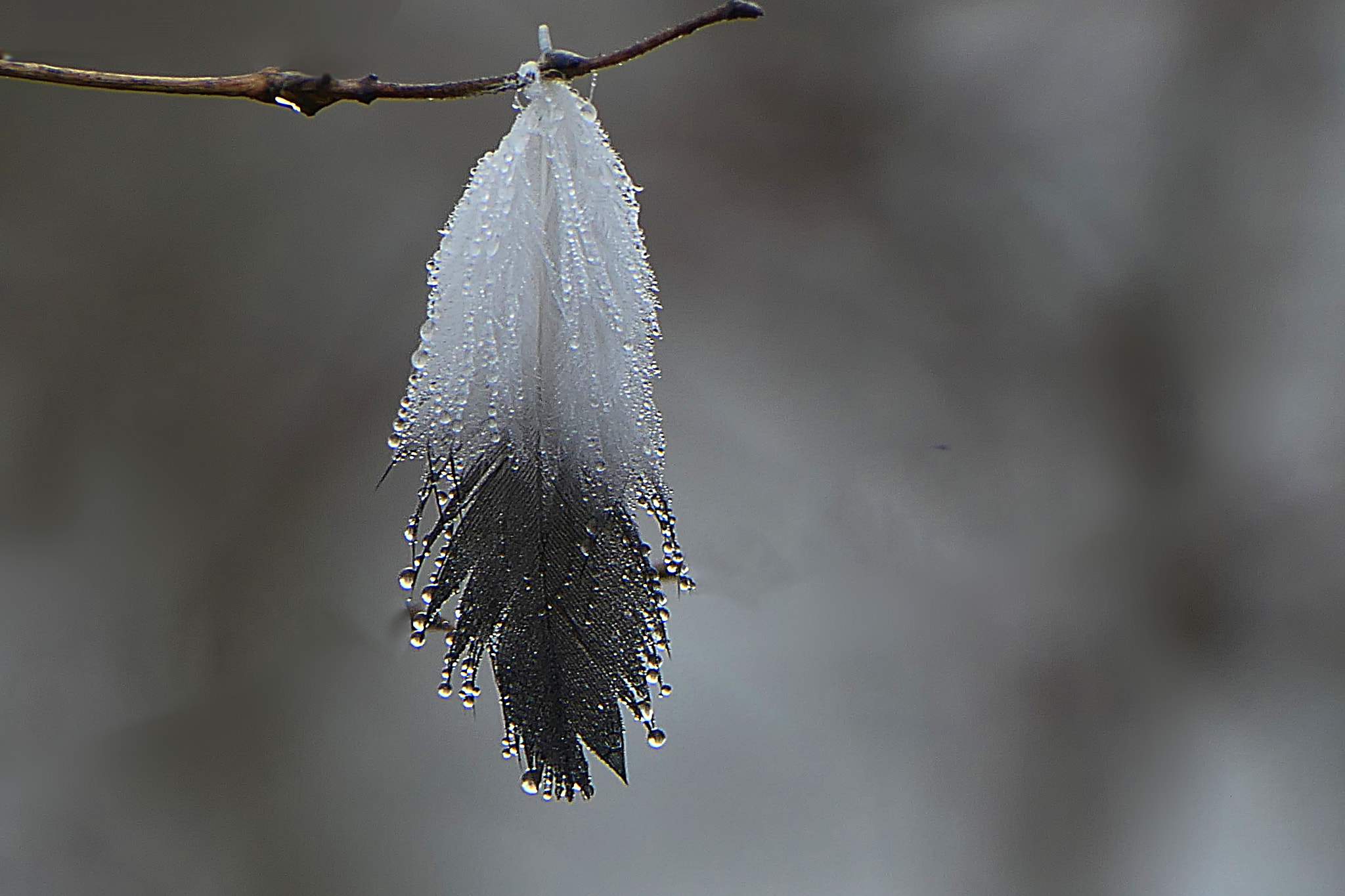 Frozen Feather on Branch Representing Fragility and Resilience | nature ...
