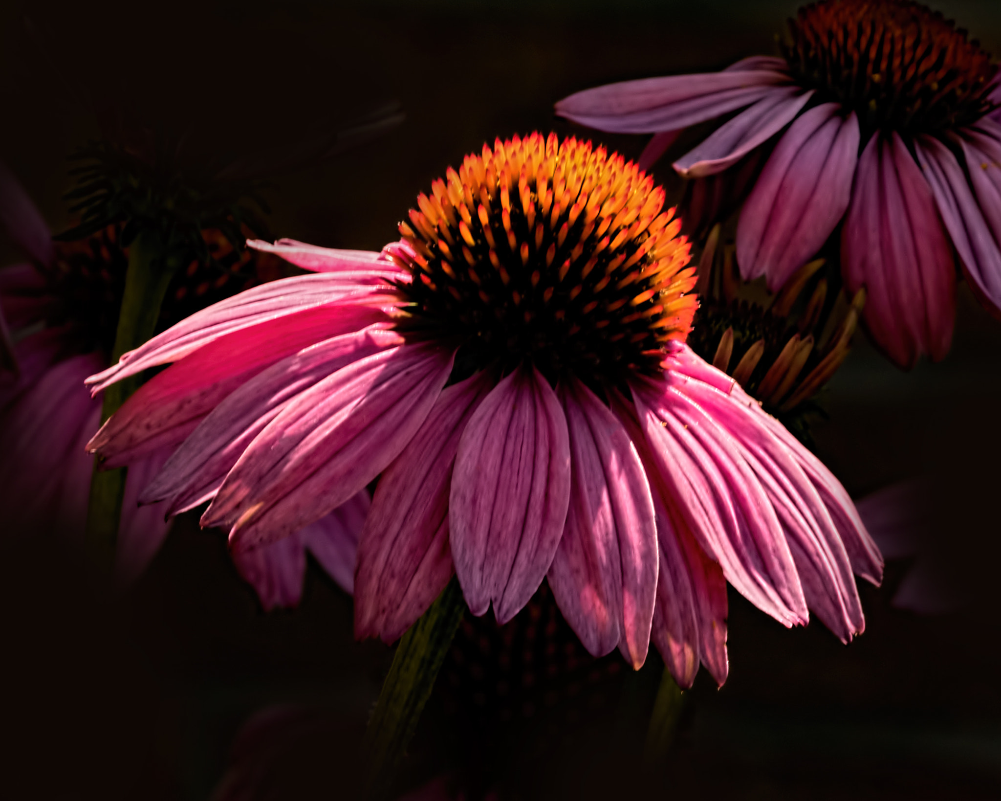 Pink Echinacea Bloom Displaying Resilience and Delicate Beauty | nature ...