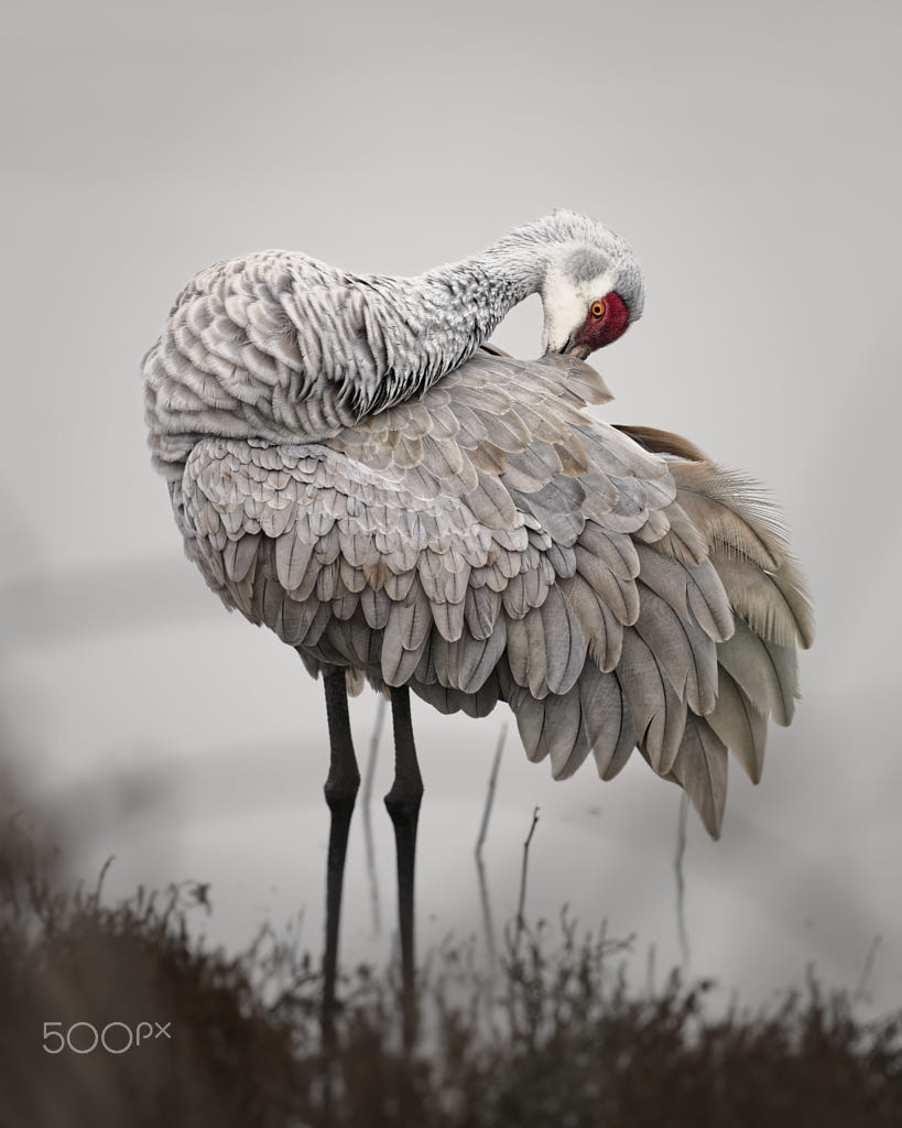Crane Preening in Solitude Symbolizing Grace and Self-Care | nature ...