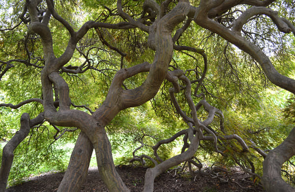 Ancient Tree Branches Intertwined Revealing Nature's Artistry ...