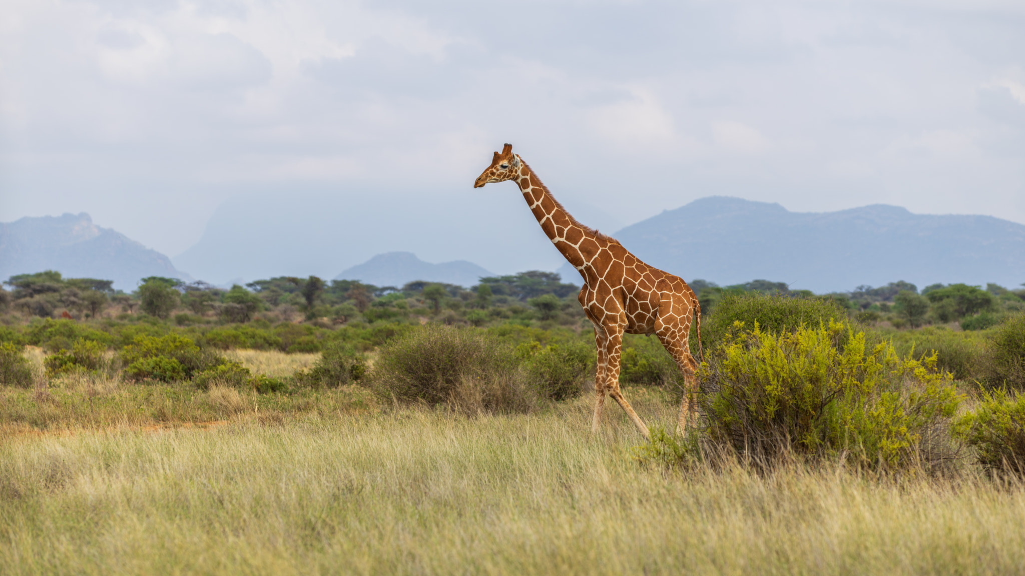 Giraffe Roaming African Savanna Representing Wildness and Natural ...