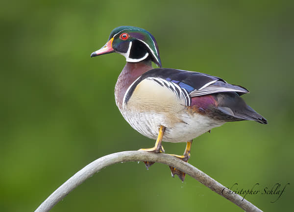 Wood Duck on Branch Radiating Vibrant Beauty and Serenity | nature ...