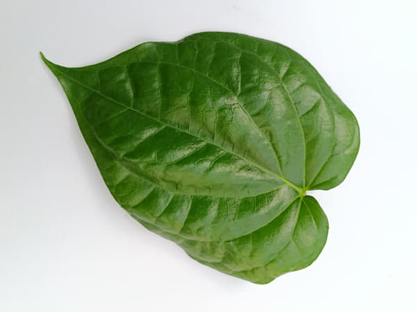 Single Green Leaf Displaying Organic Simplicity and Vitality | nature ...