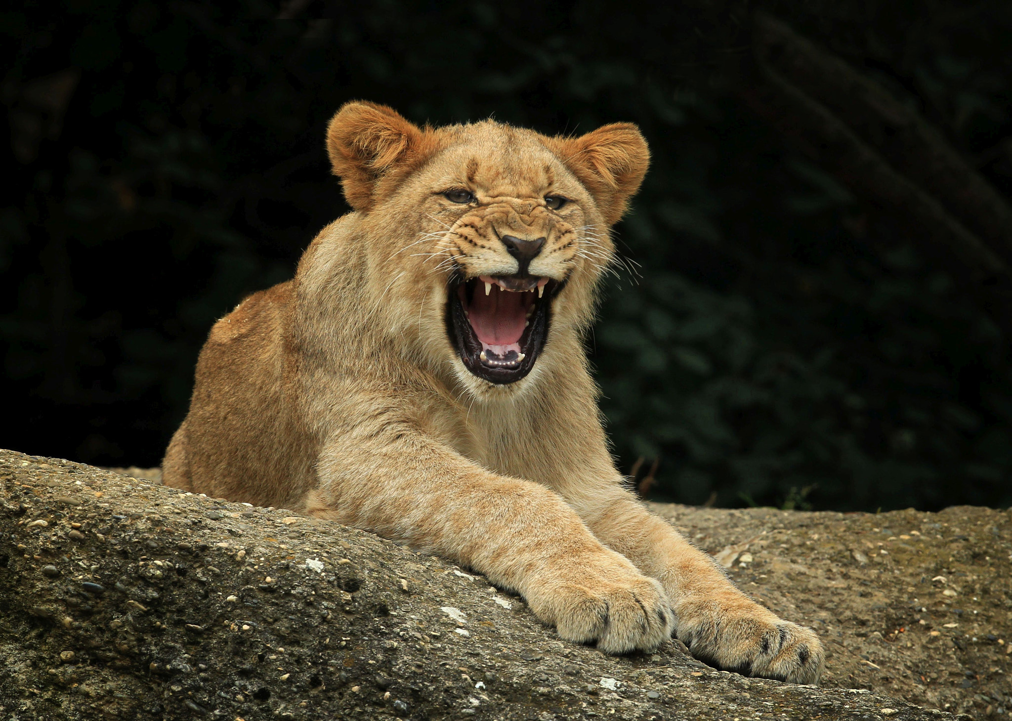 Young Lion Roaring on Rock Displaying Raw Power and Untamed Spirit ...