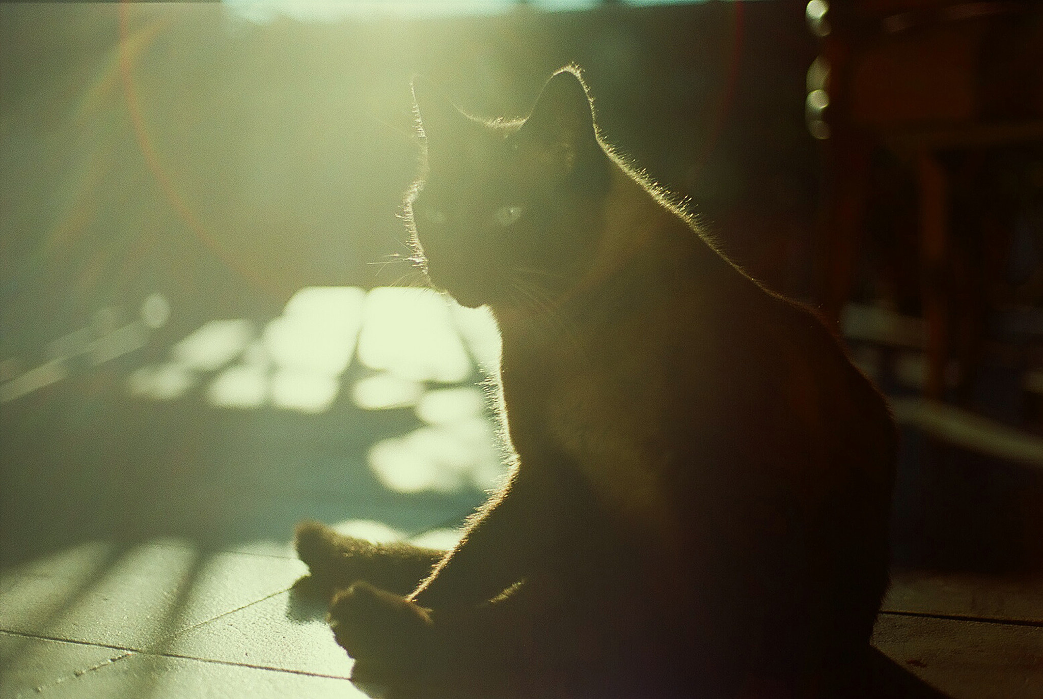 backlight (analog shot) by Carlotta &Federico Ricci | 500px