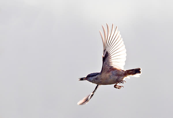Nuthatch in Flight by Andrew Chu | 500px