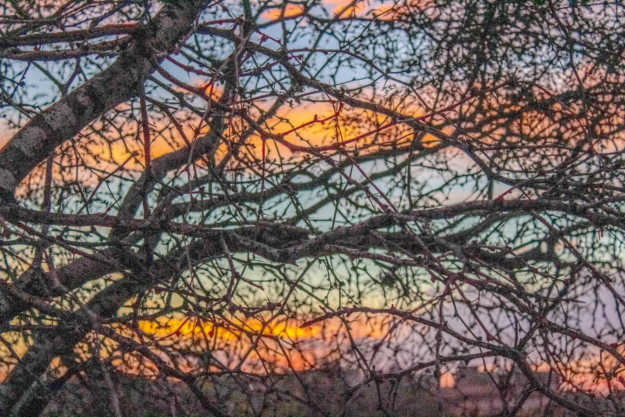 Bare Branches Against Sunset Sky Evoking Serenity and Transition ...