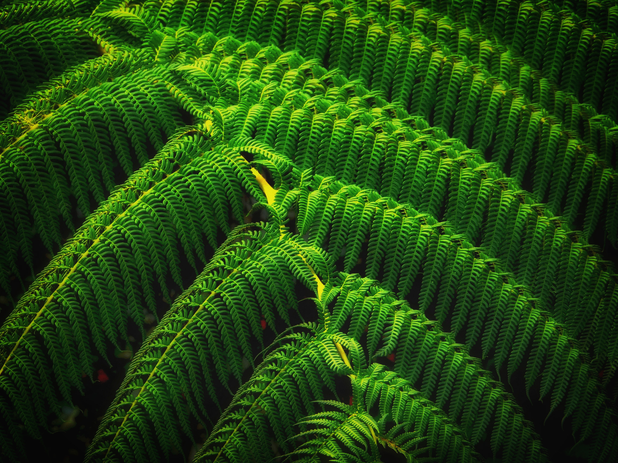 Intricate Fern Pattern Showcasing Nature's Geometric Design | nature ...