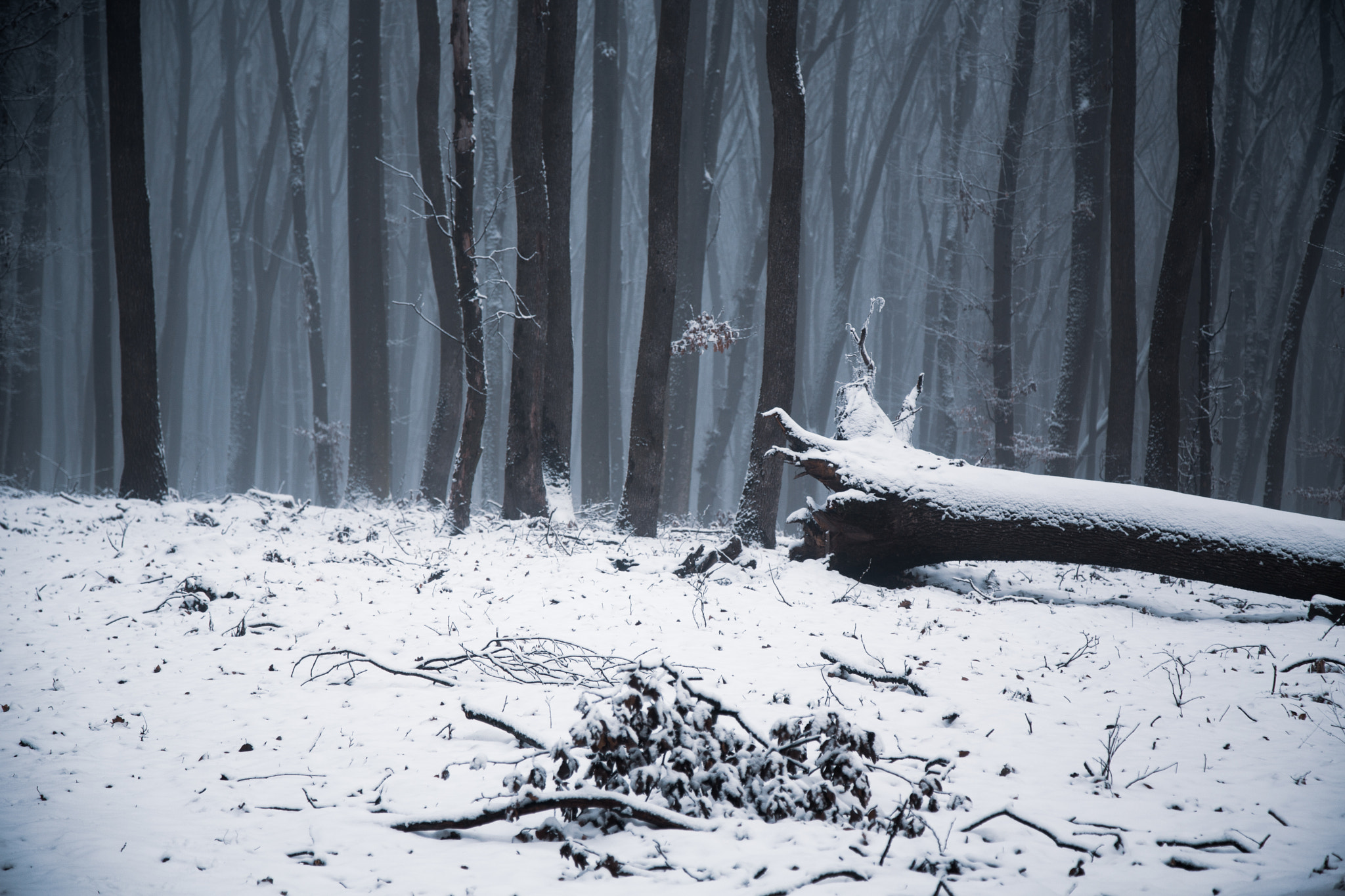 Snowy Forest Landscape Evoking Winter's Serene Embrace | landscape ...