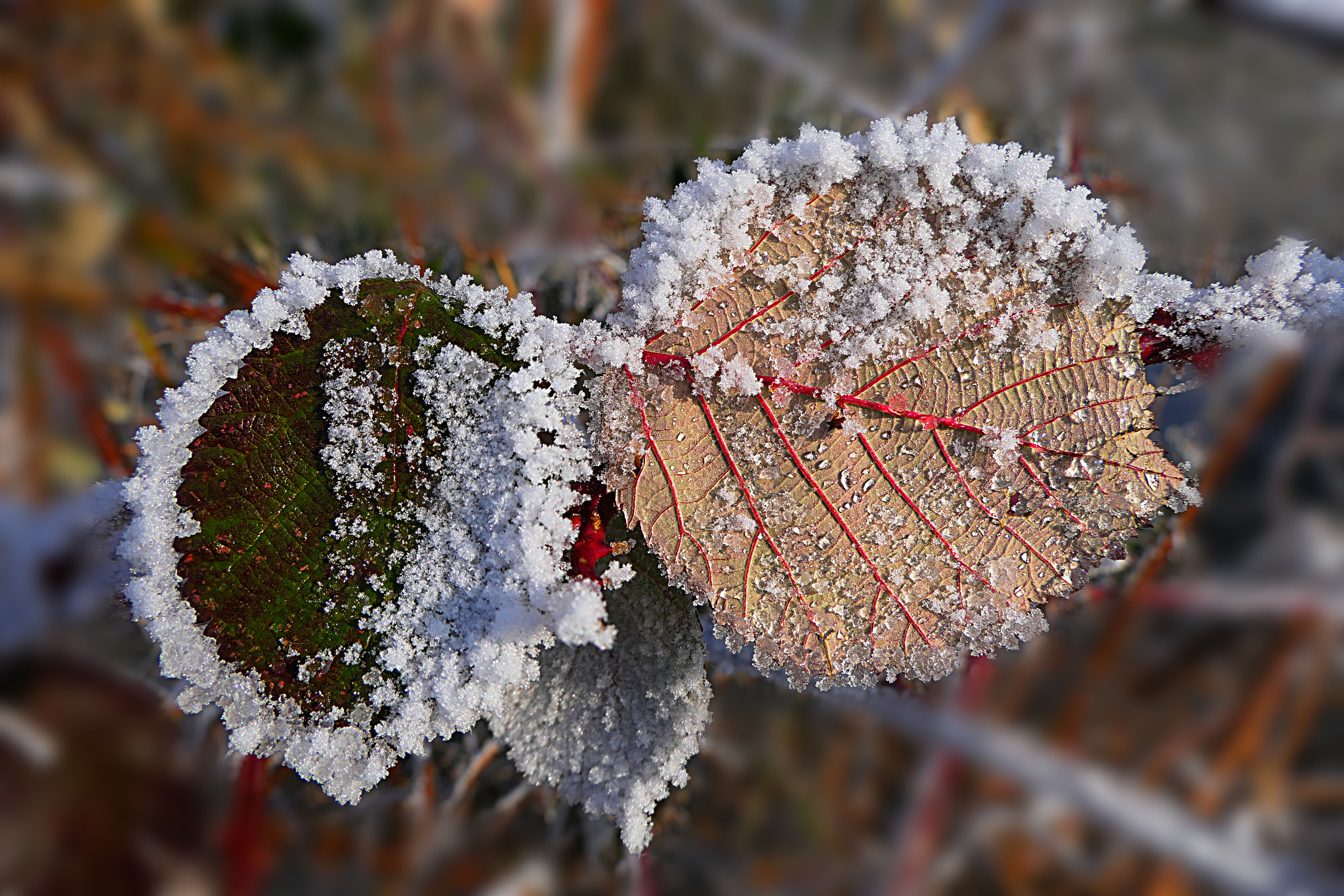 Frosted Leaves Displaying Winter's Delicate Beauty | nature photo by ...
