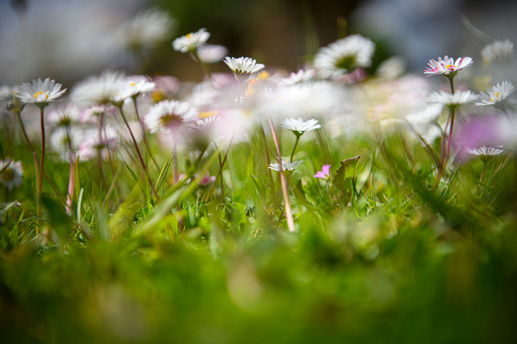 Beautiful sexy lady in elegant white panties and bra by Galina ...