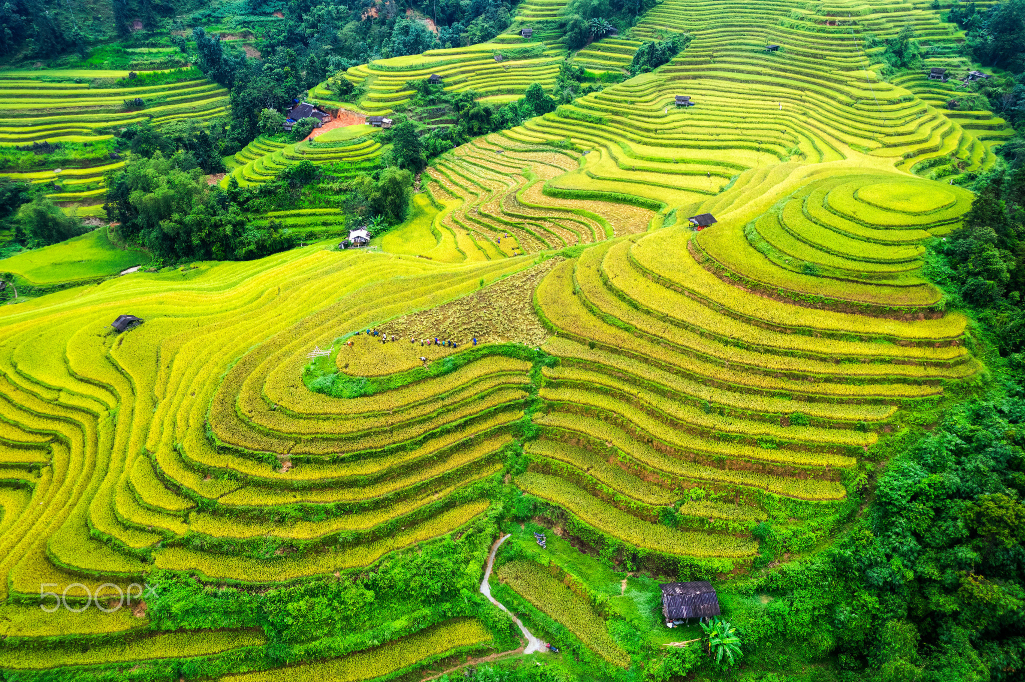 Terraced Rice Fields Showcasing Abundance and Human Ingenuity ...
