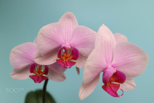 Delicate Orchids Blooming Symbolizing Grace and Serenity | nature photo ...