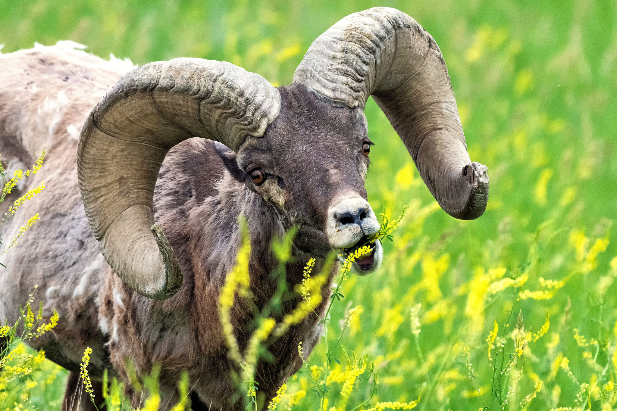 Majestic Ram Displaying Strength and Untamed Spirit | nature photo by ...
