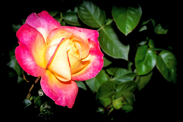 Vibrant Rose Symbolizing Passion and Enduring Love | nature photo by ...