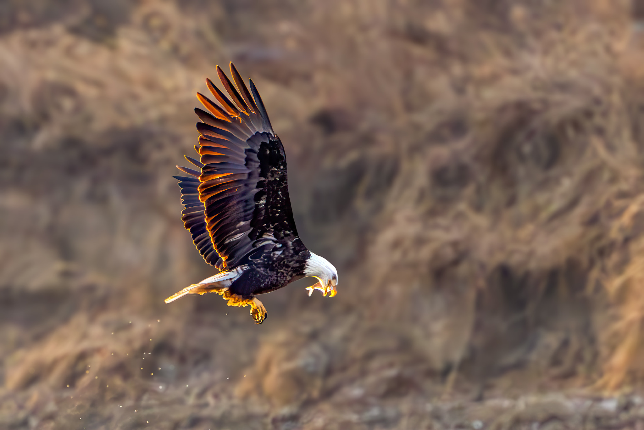 Soaring Eagle Capturing Power and Unrestricted Freedom | nature photo ...