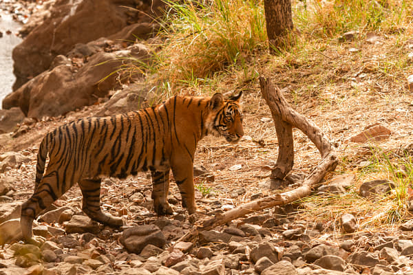 Majestic Tiger Symbolizing Wild Strength and Resilience | nature photo ...