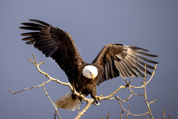 Majestic Eagle Perched Symbolizing Freedom and Strength | nature photo ...