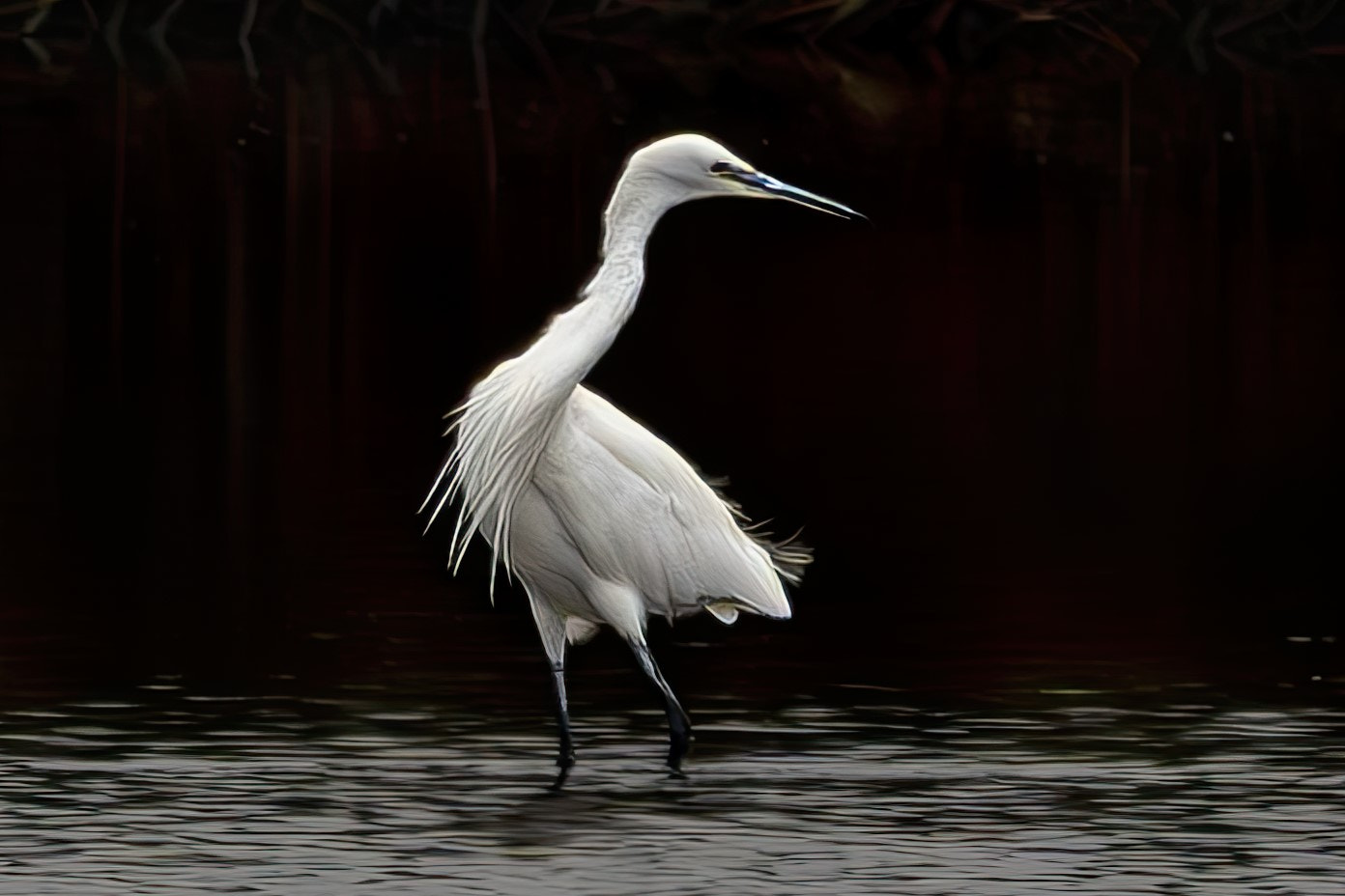 Always stay alert by H.A. Steehouwer | 500px