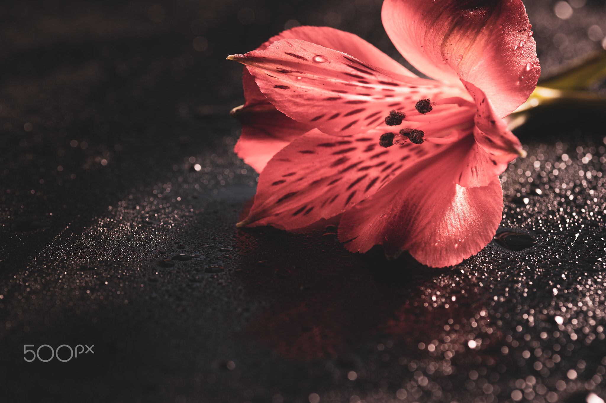 Delicate Bloom Adorned with Dewdrops Evoking Fragility and Beauty ...