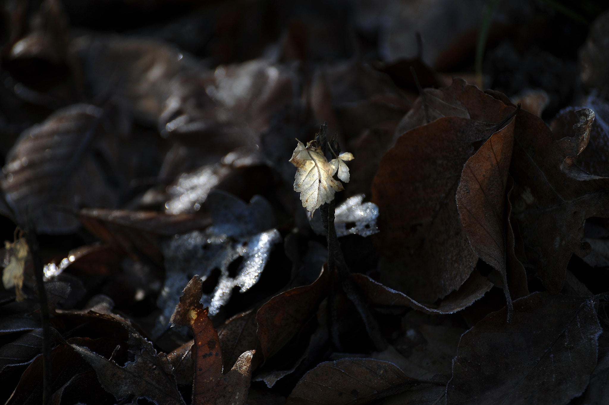 Fallen Autumn Leaves Symbolizing Decay and Renewal by Andreas Weidmann ...