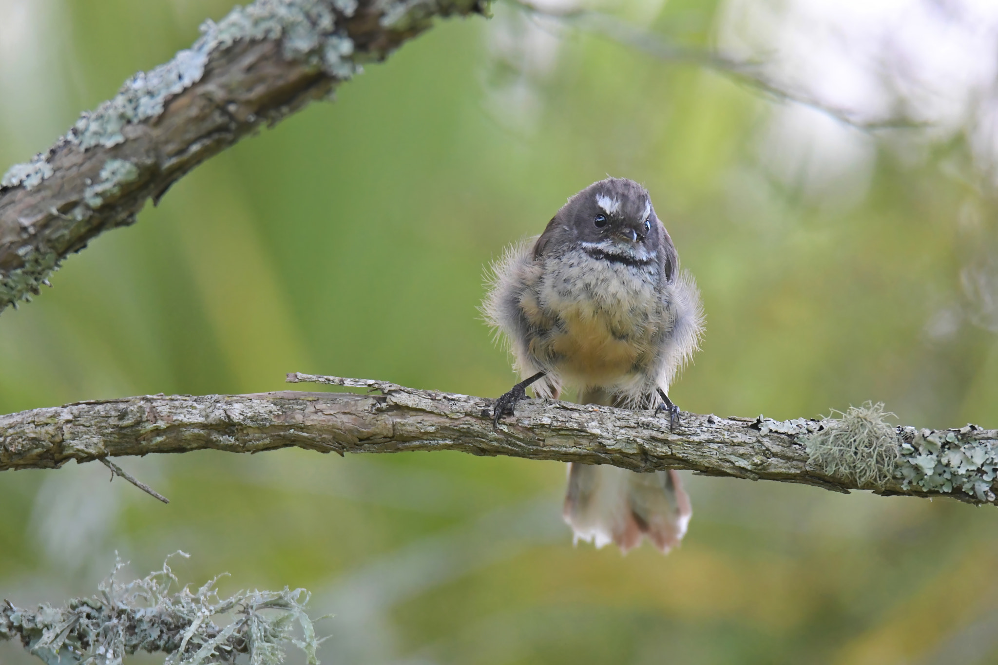 Small Bird Perched on Branch Symbolizing Delicate Life | nature photo ...