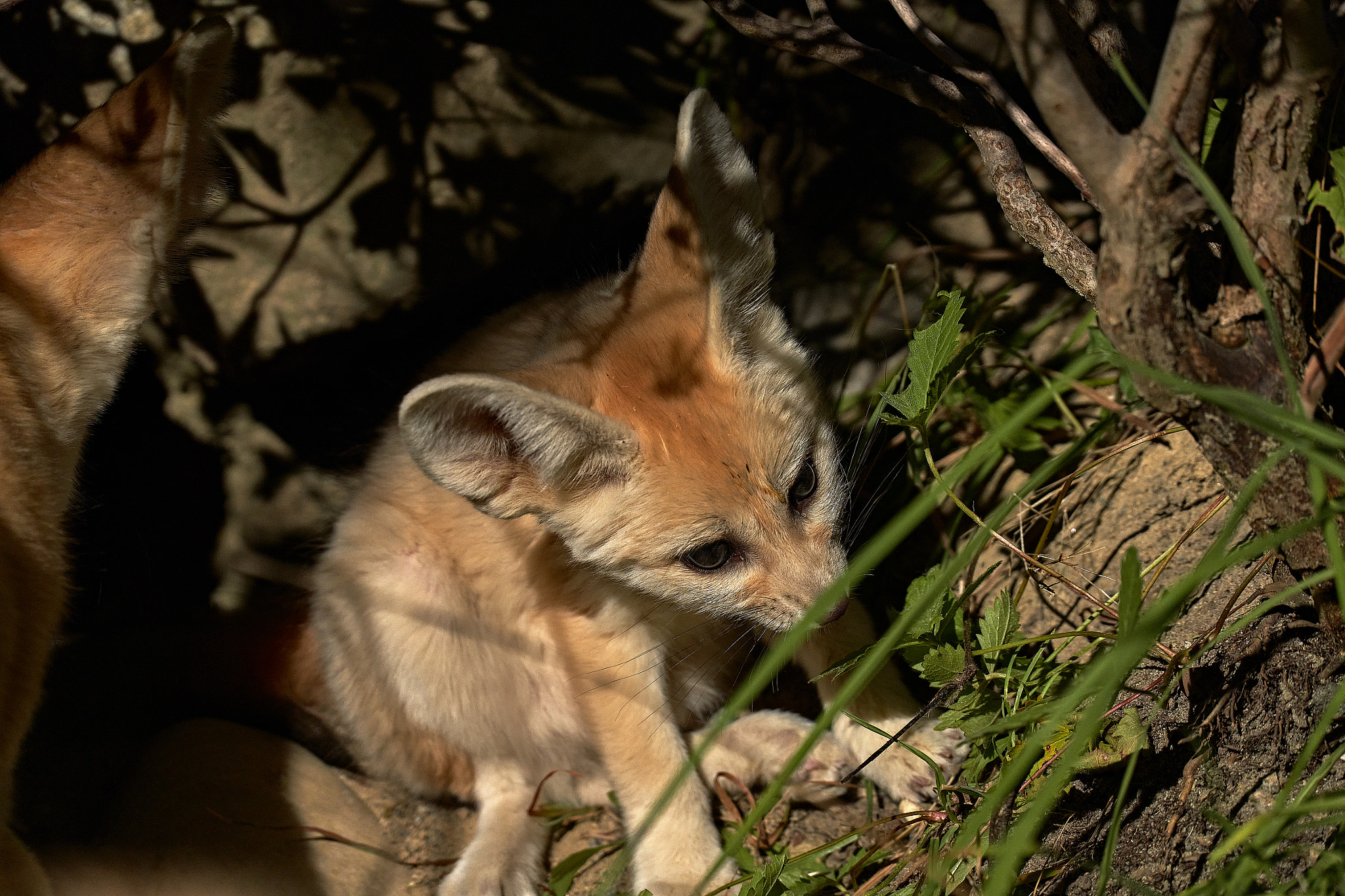 Fennec Fox Peeking from Den Symbolizing Wildness and Secrecy | nature ...