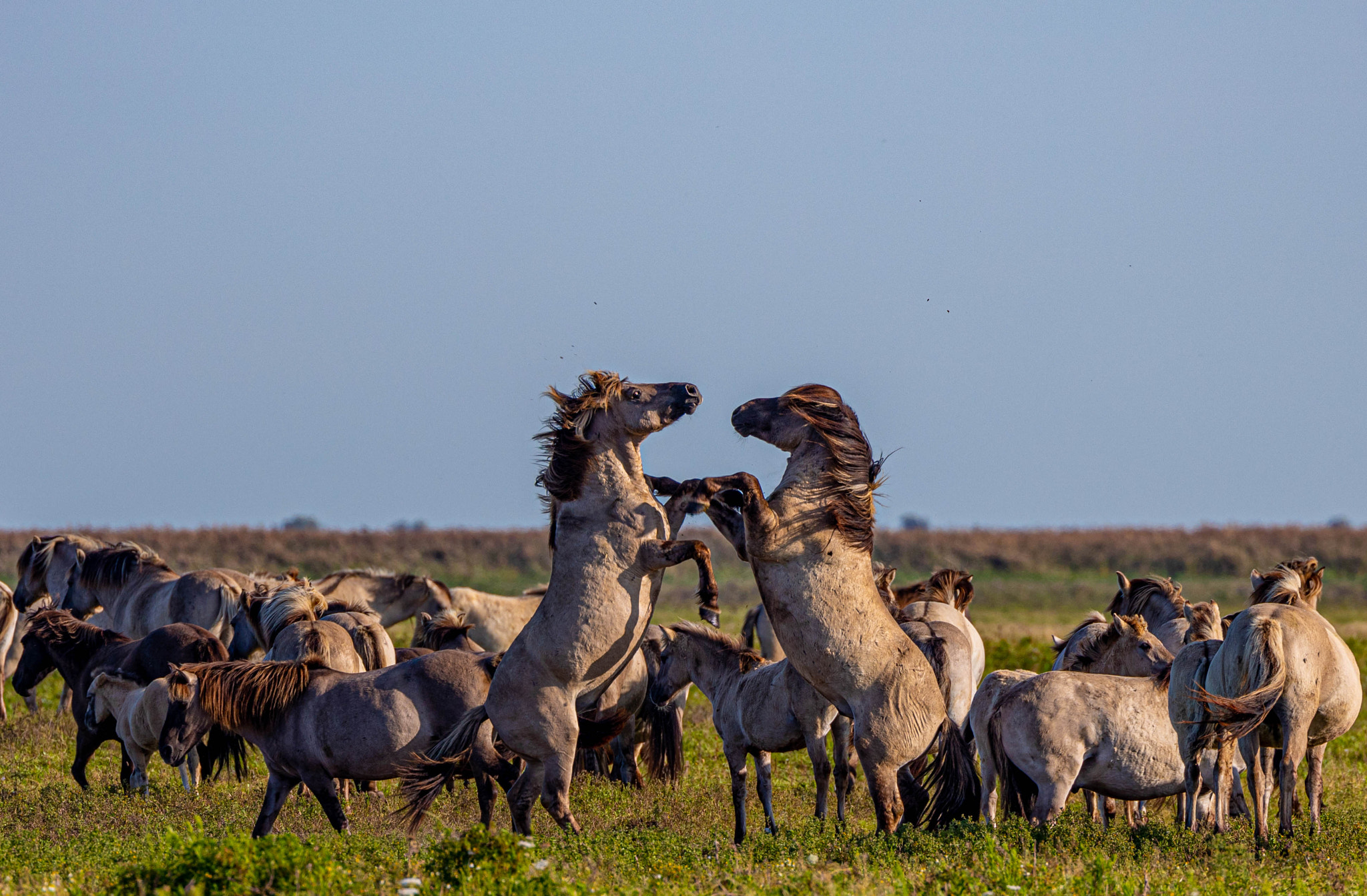 Wild Horses Display Untamed Spirit and Primal Freedom | nature photo by ...