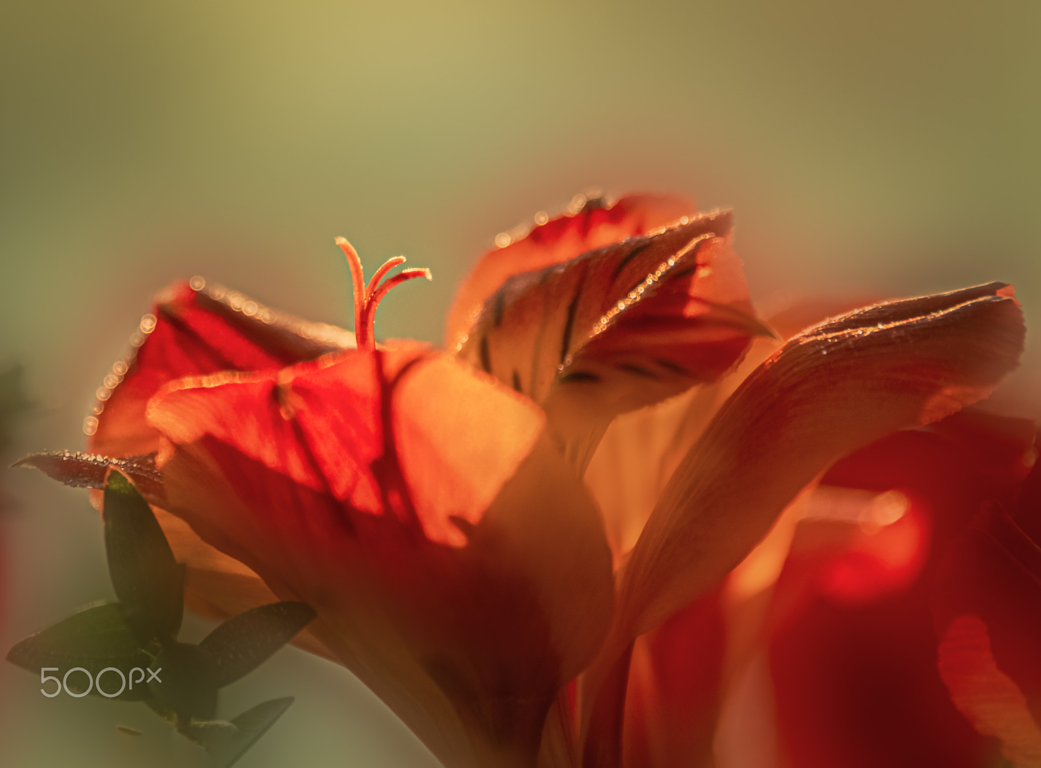 Close-Up of Red Flower Petals Revealing Delicate Beauty | nature photo ...