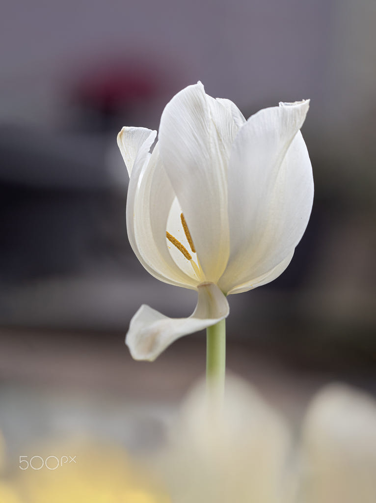 White Tulip Represents Purity and Delicate Beauty | nature photo by ...