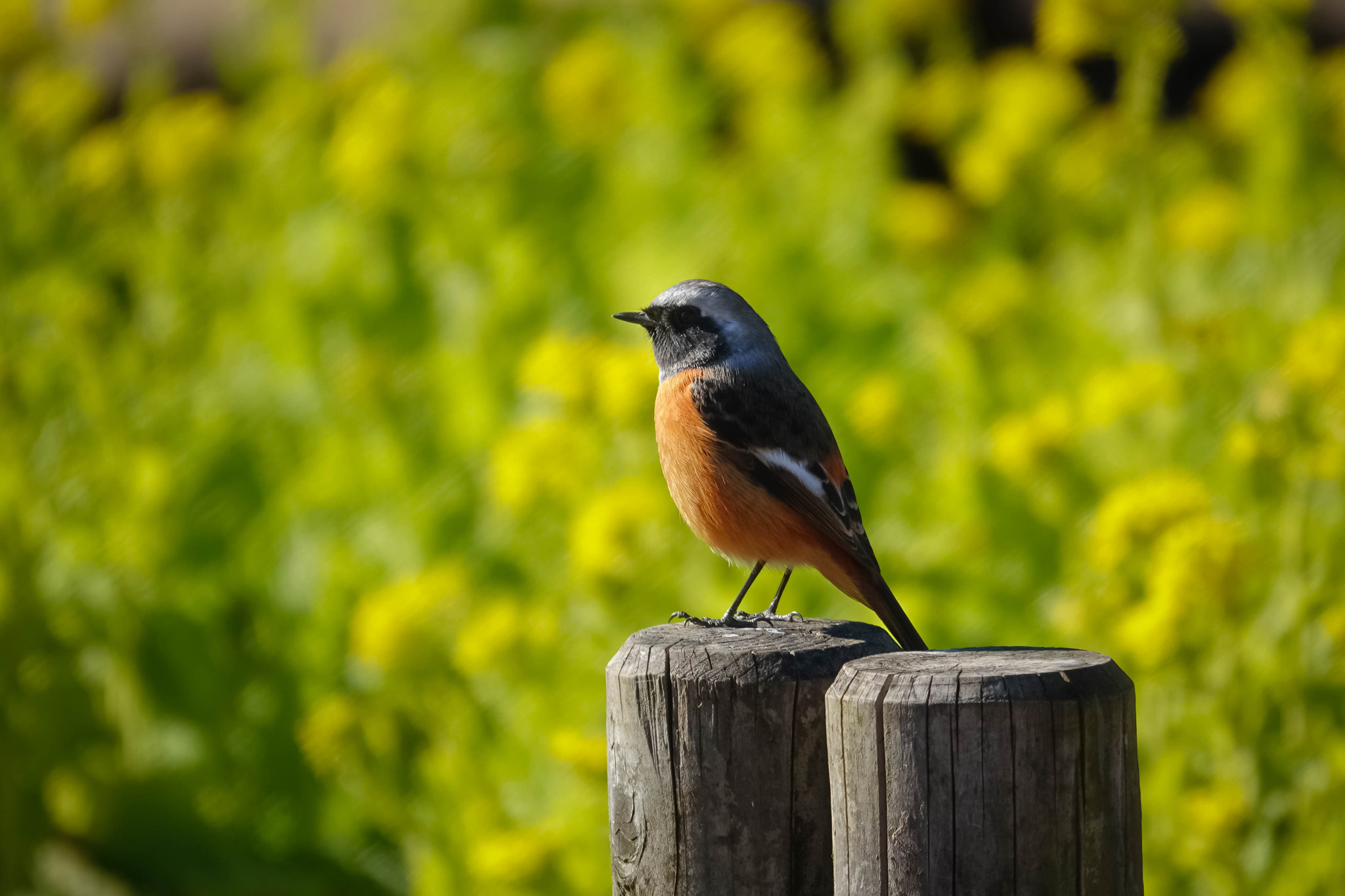 Small Bird Perched on Post Symbolizing Solitude and Observation ...