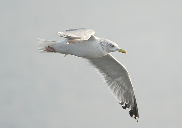 Low angle view of seagull flying against clear sky by Hisao Yamaguchi ...