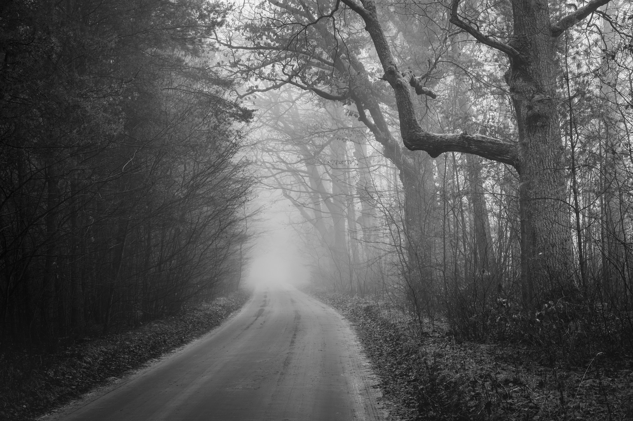 Misty Road Through Forest Evoking Mystery and Solitude | landscape ...