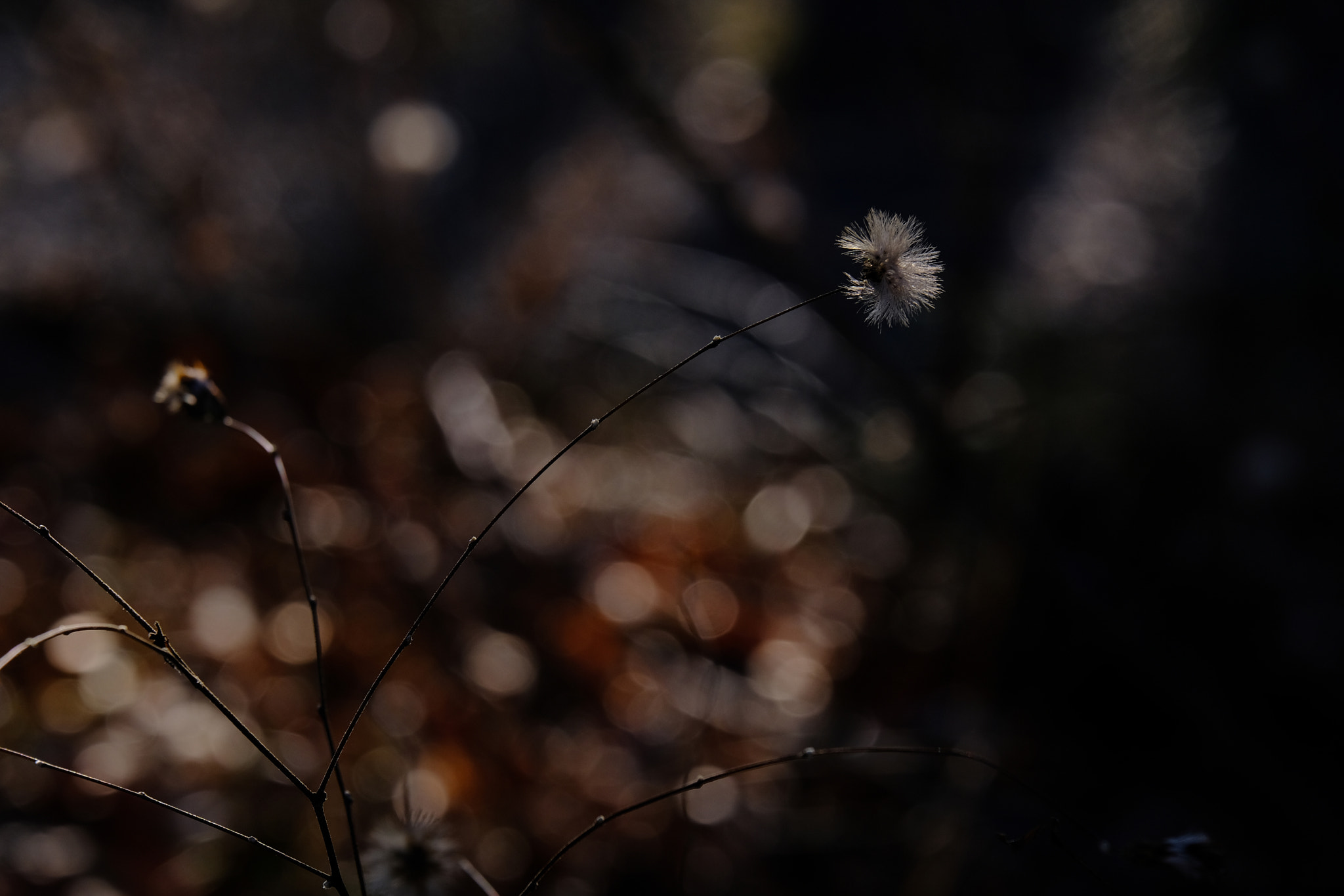 Delicate Dandelion Seed Head Evoking Fragility and Fleeting Beauty ...