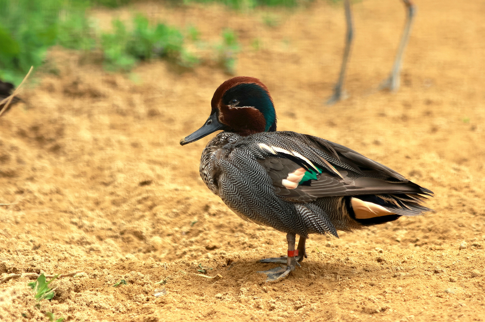 Duck on Sand Symbolizing Resilience and Natural Beauty | nature photo ...