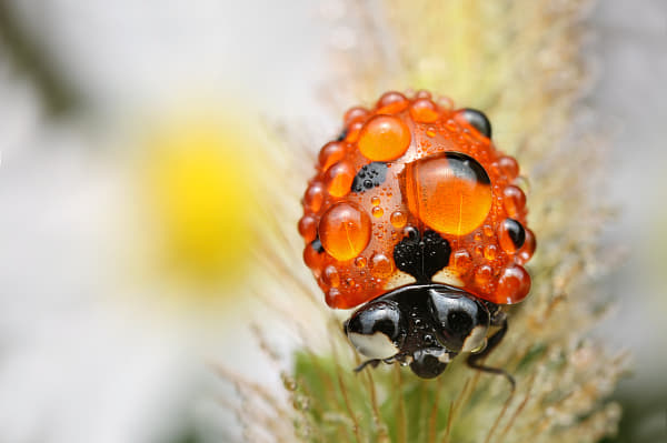 Ladybug Adorned with Dewdrops Symbolizing Purity | nature photo by ...