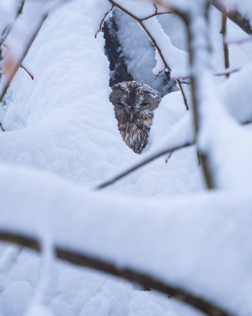 Solitary Bird on a Barren Branch | nature photo by Pablo Campos | 500px