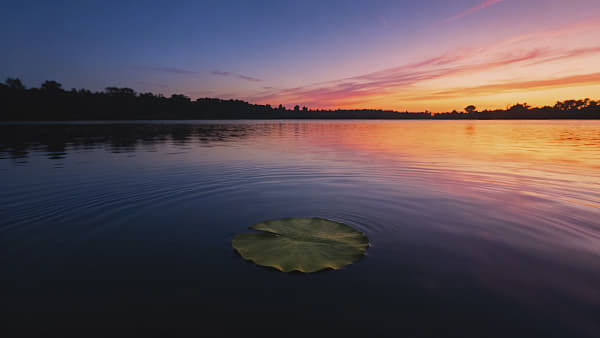 Lily Pad on Calm Lake at Sunset Inspiring Tranquility | landscape photo ...
