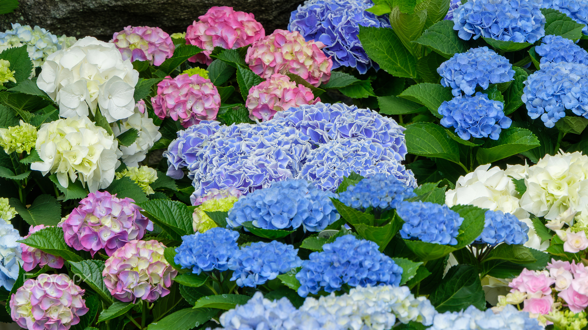 Diverse Field of Colorful Hydrangeas in a Botanical Garden by Kazutaka ...