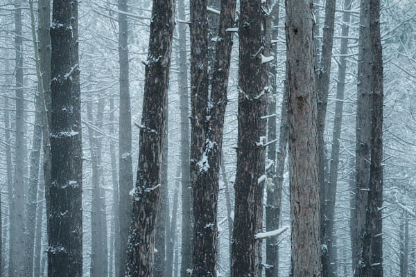 Snowy Forest Trees Standing Tall Evoking Solitude and Resilience ...